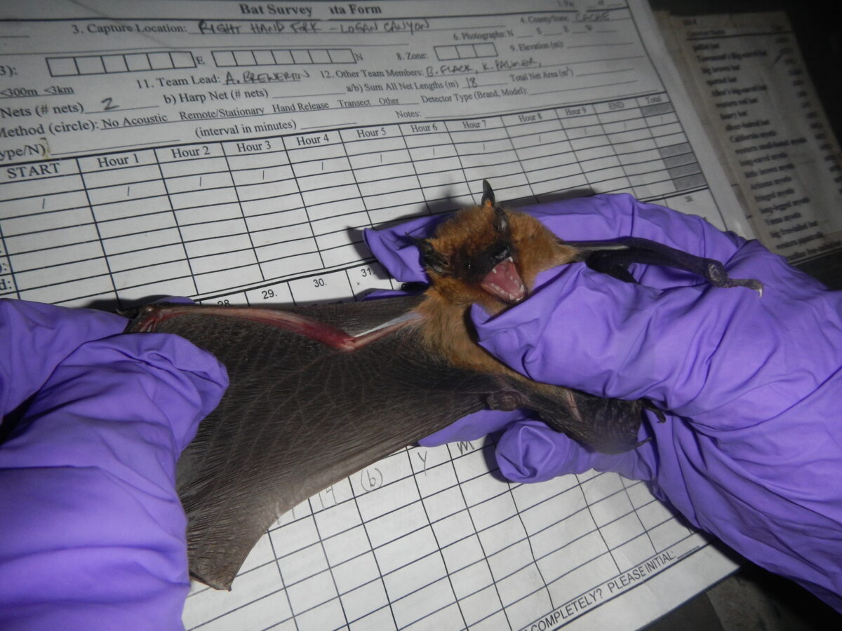 DWR invites residents to bat seminar in Springville | News, Sports ...